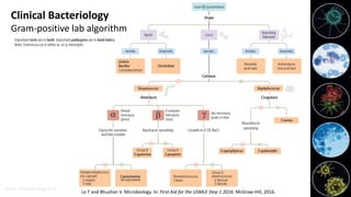 Gram Positive Rods Algorithm