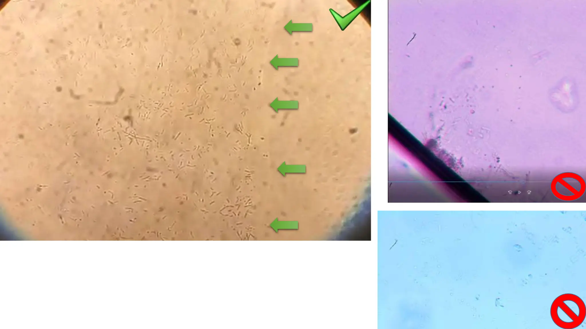 How to identify a bacterial species? Dos and Don'ts | PPT