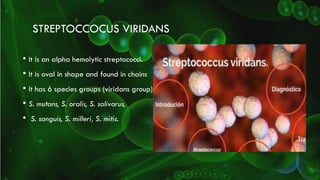 Bacteriology streptococcus pathogens | PDF