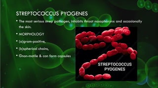 Bacteriology streptococcus pathogens | PPT