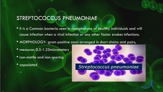 Bacteriology streptococcus pathogens | PPT
