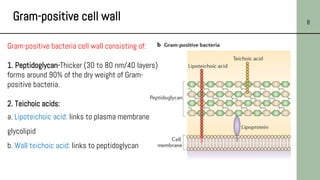Bacteriology lecturer 2 .pdf