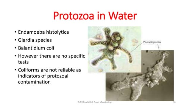 BACTERIOLOGY OF WATER AND ANALYSIS - BASICS | PPTX