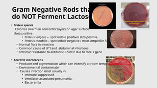 Comprehensive 2026 Bacteriology Update on Enterobacteriales and Gram ...