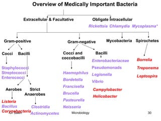 Bacteriology physiology 1-mbbs-y2-5-oct2011---2 | PPT