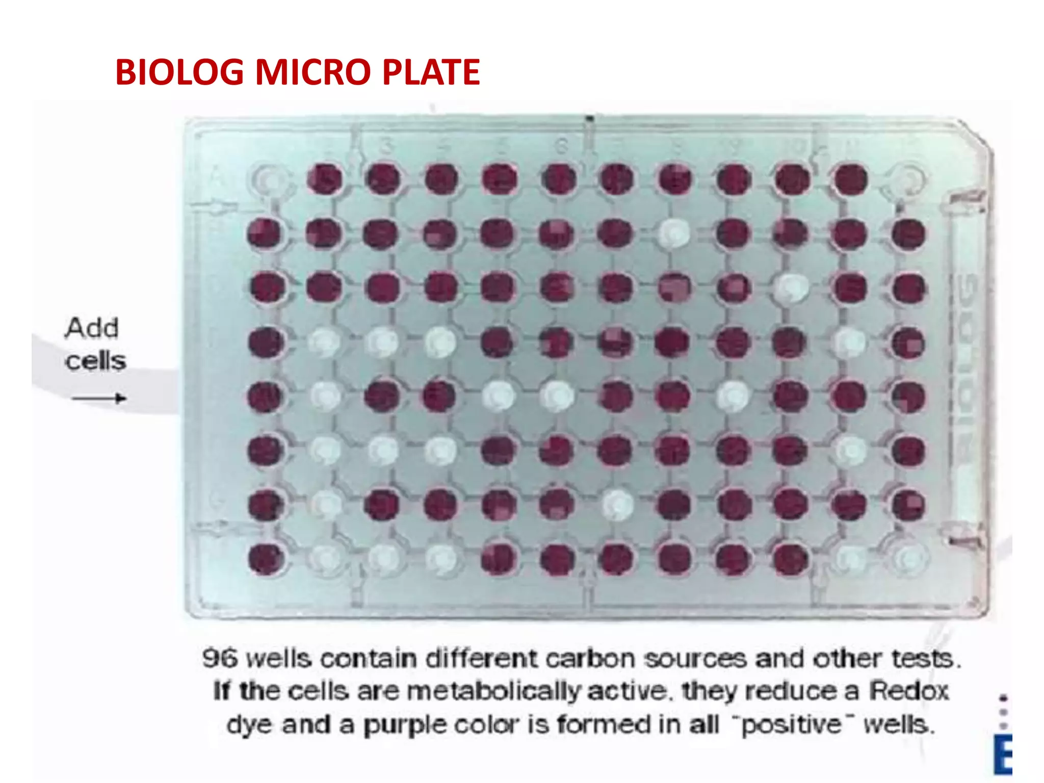 Bacteriology ppt | PPT