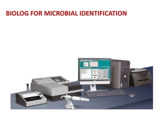 Bacteriology ppt | PPT