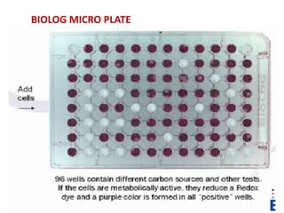 Bacteriology ppt | PPT