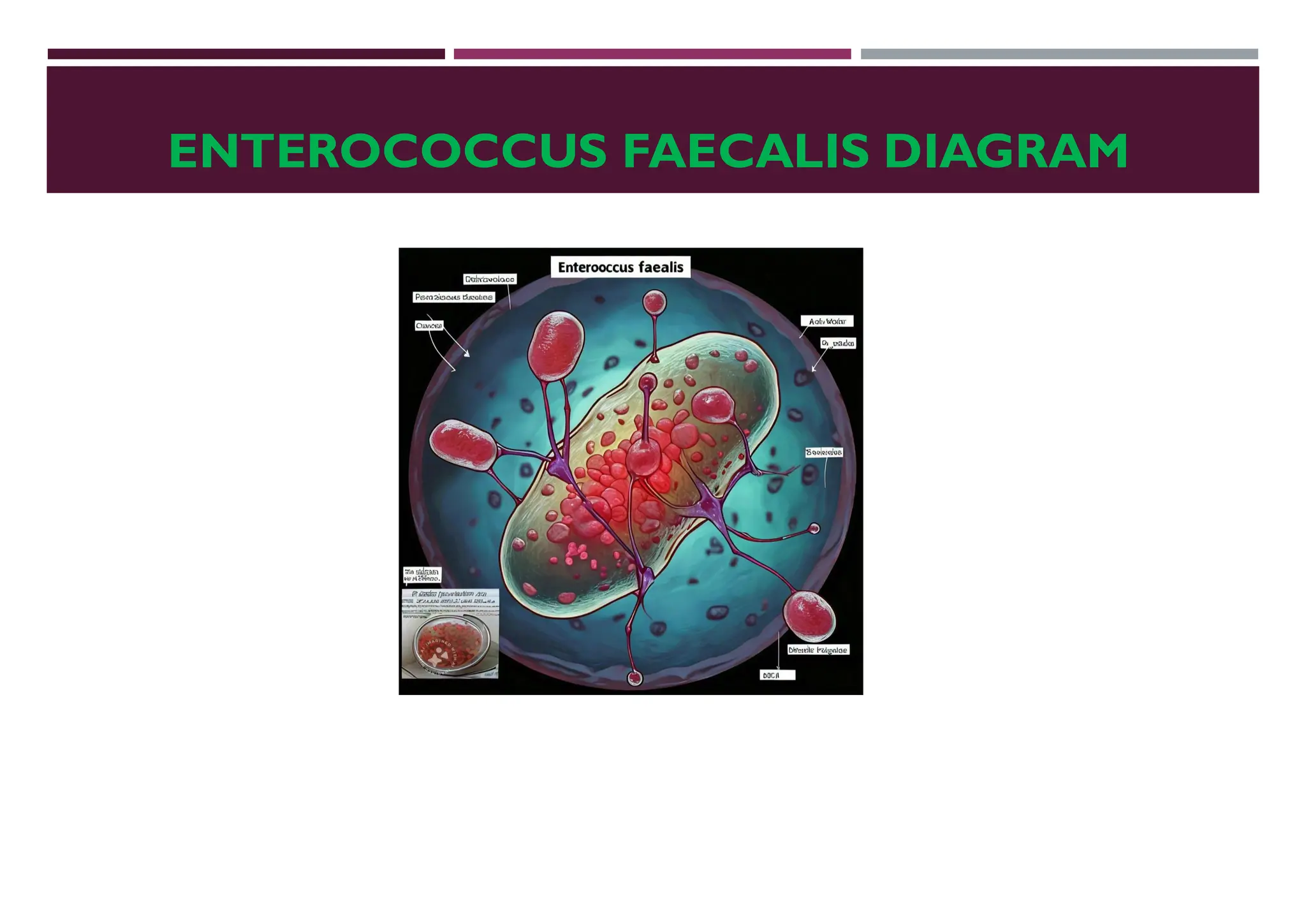 Medical bacteriology - Enterococcus Faecals | PDF | Infectious Diseases | Diseases and Conditions