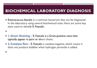 Medical bacteriology - Enterococcus Faecals | PDF | Infectious Diseases ...