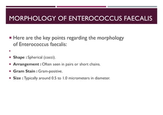 Medical bacteriology - Enterococcus Faecals | PDF | Infectious Diseases ...