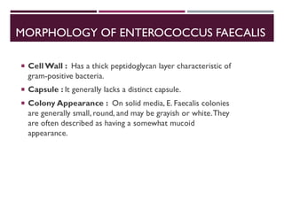 Medical bacteriology - Enterococcus Faecals | PDF | Infectious Diseases ...