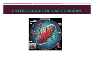 Medical bacteriology - Enterococcus Faecals | PDF | Infectious Diseases ...