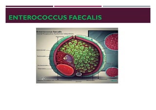 Medical bacteriology - Enterococcus Faecals | PDF
