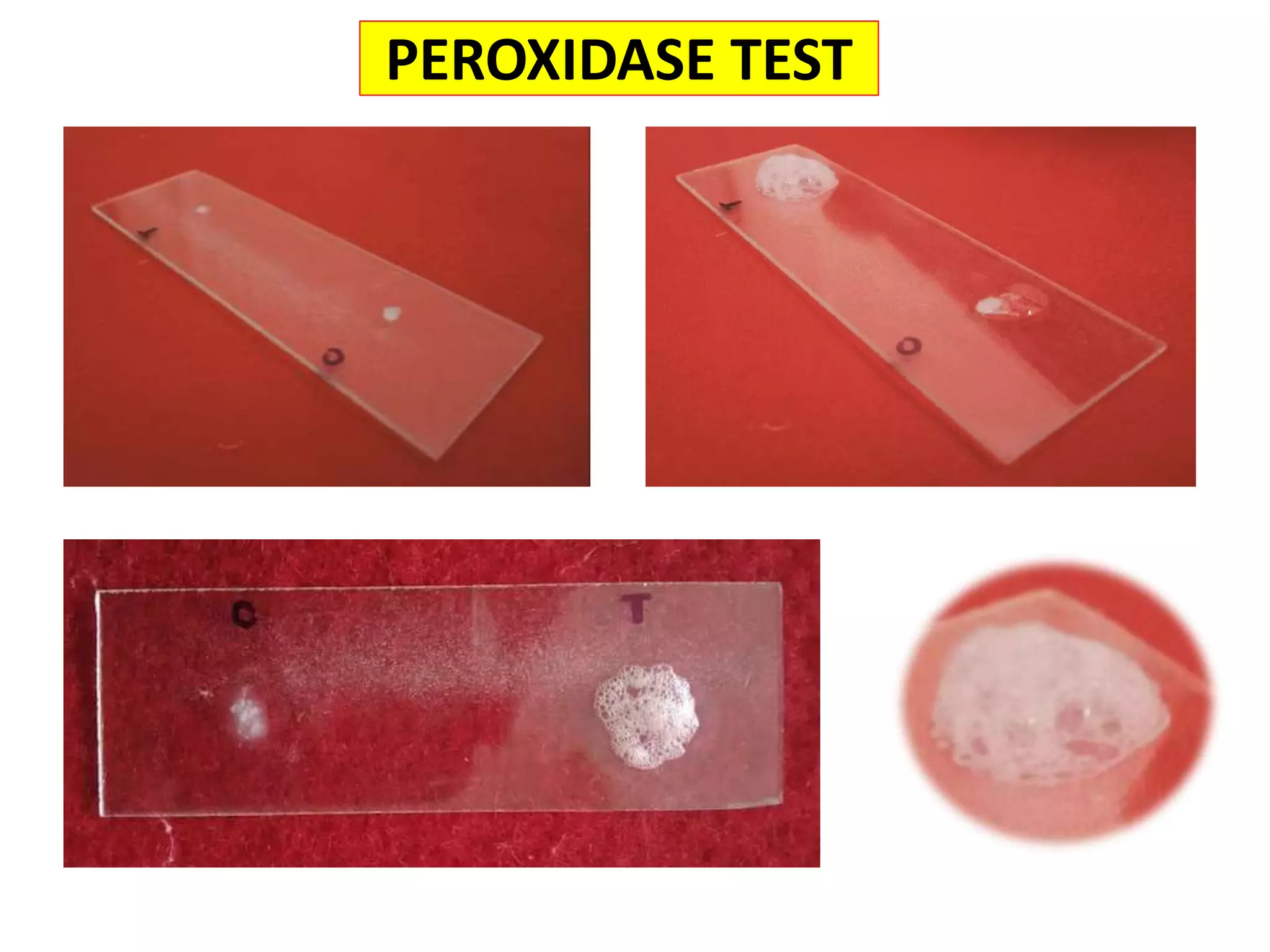 BACTERIOLOGY PRACTICALS PPT.pptx