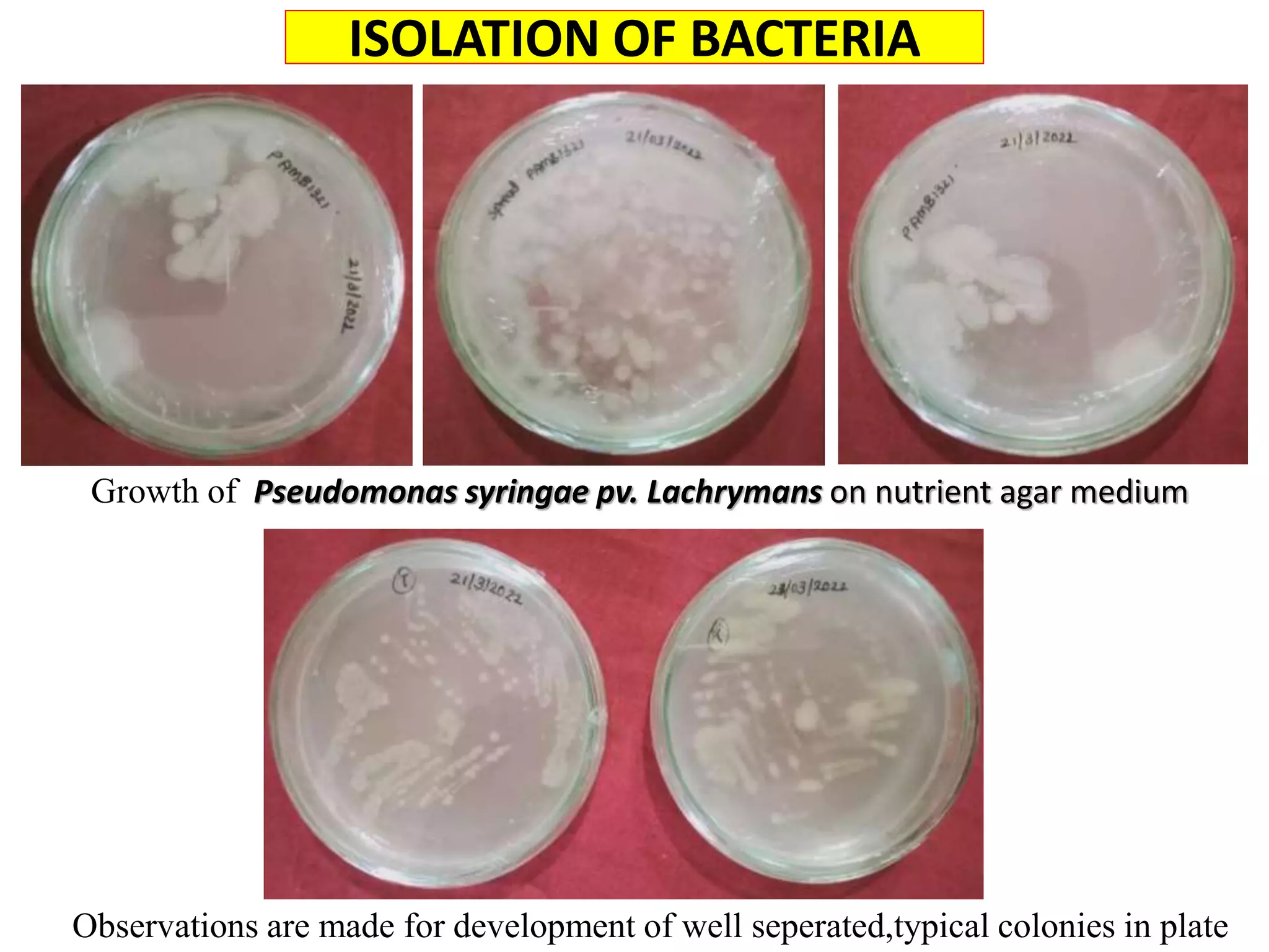 BACTERIOLOGY PRACTICALS PPT.pptx