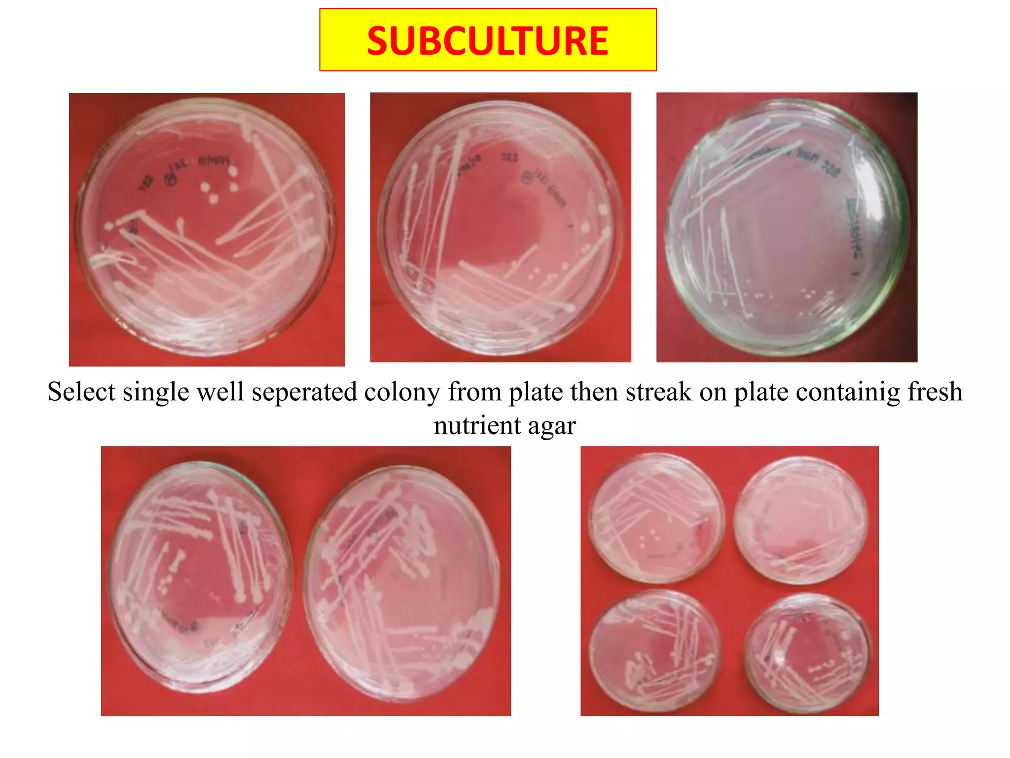BACTERIOLOGY PRACTICALS PPT.pptx