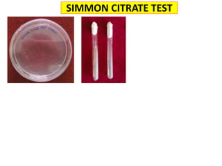 BACTERIOLOGY PRACTICALS PPT.pptx