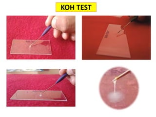 BACTERIOLOGY PRACTICALS PPT.pptx