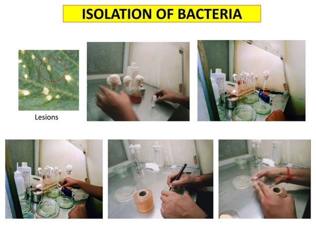 BACTERIOLOGY PRACTICALS PPT.pptx