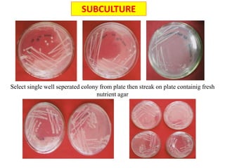BACTERIOLOGY PRACTICALS PPT.pptx