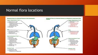 Normal flora | PPT