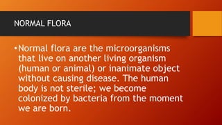 Normal flora | PPT