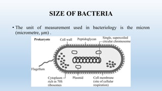 Bacterial morphology and classification | PPTX