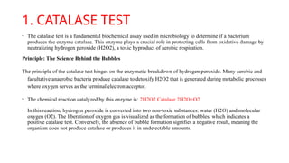 BACTERIOLOGY PRESENTATION (100) (1).pptx