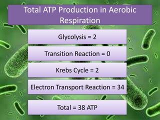 Biosynthesis and Metabolism of Carbohydrates in Bacteria | PPTX