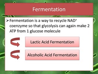 Biosynthesis and Metabolism of Carbohydrates in Bacteria | PPTX