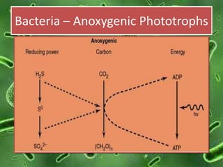 Biosynthesis and Metabolism of Carbohydrates in Bacteria | PPTX