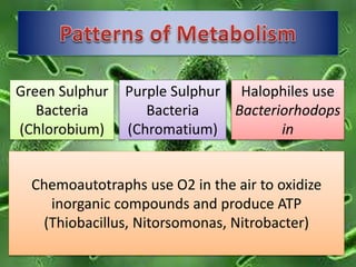 Biosynthesis and Metabolism of Carbohydrates in Bacteria | PPTX