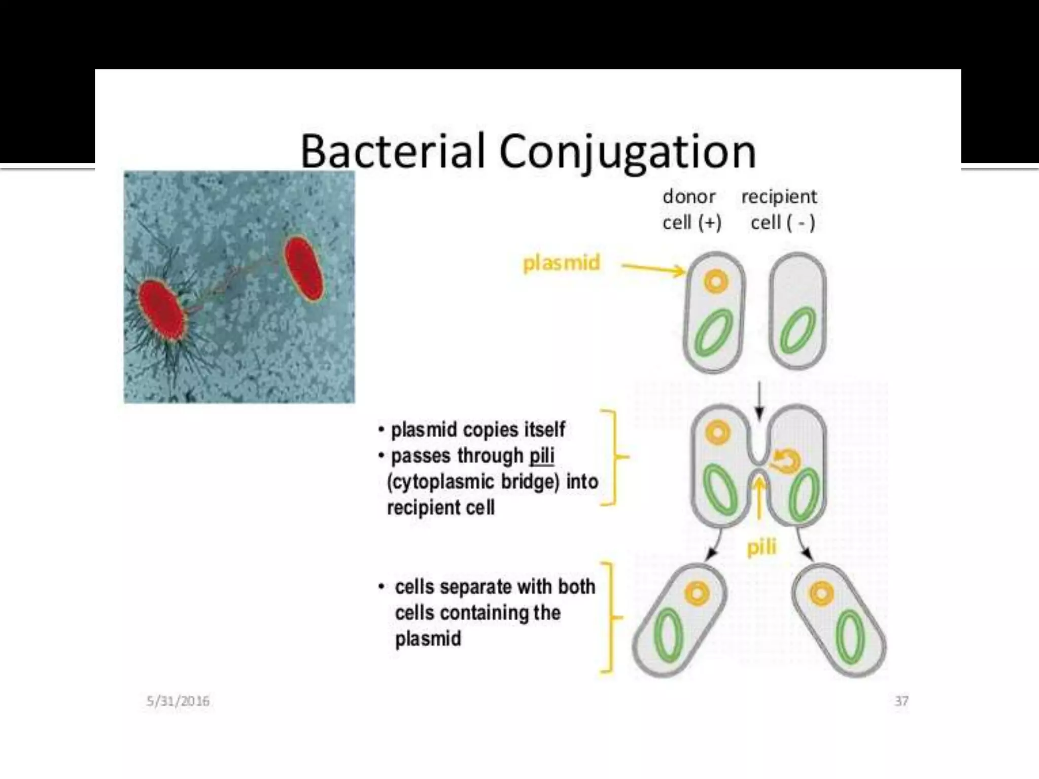 locomotion and reproduction in bacteria by Saira Mehar | PPTX