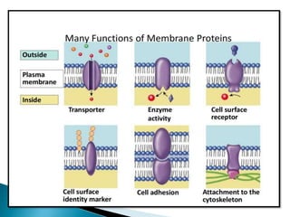 Ultra Structure of Plasma Membrane | PPTX | Chemistry | Science