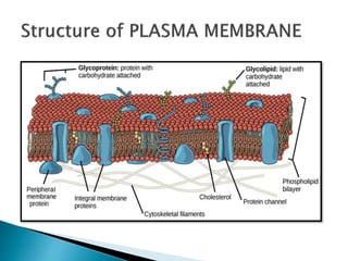 Ultra Structure of Plasma Membrane | PPTX | Chemistry | Science