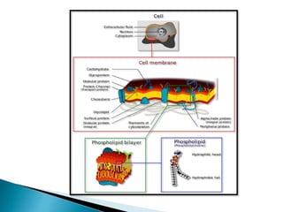 Ultra Structure of Plasma Membrane | PPTX