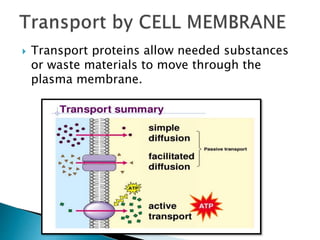 Ultra Structure of Plasma Membrane | PPTX