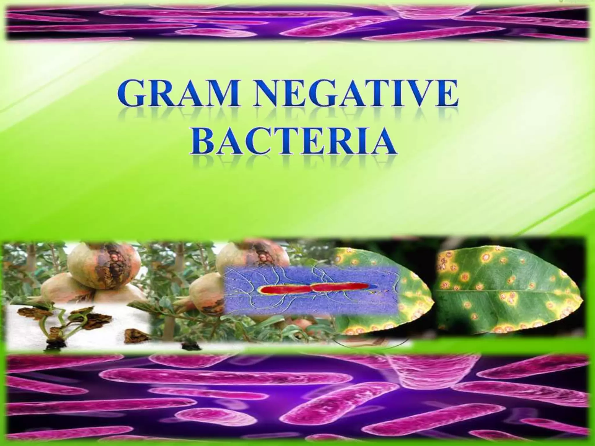 Taxonomy of Bacteria, Bergey's Manual of Systematic Bacteriology and ...