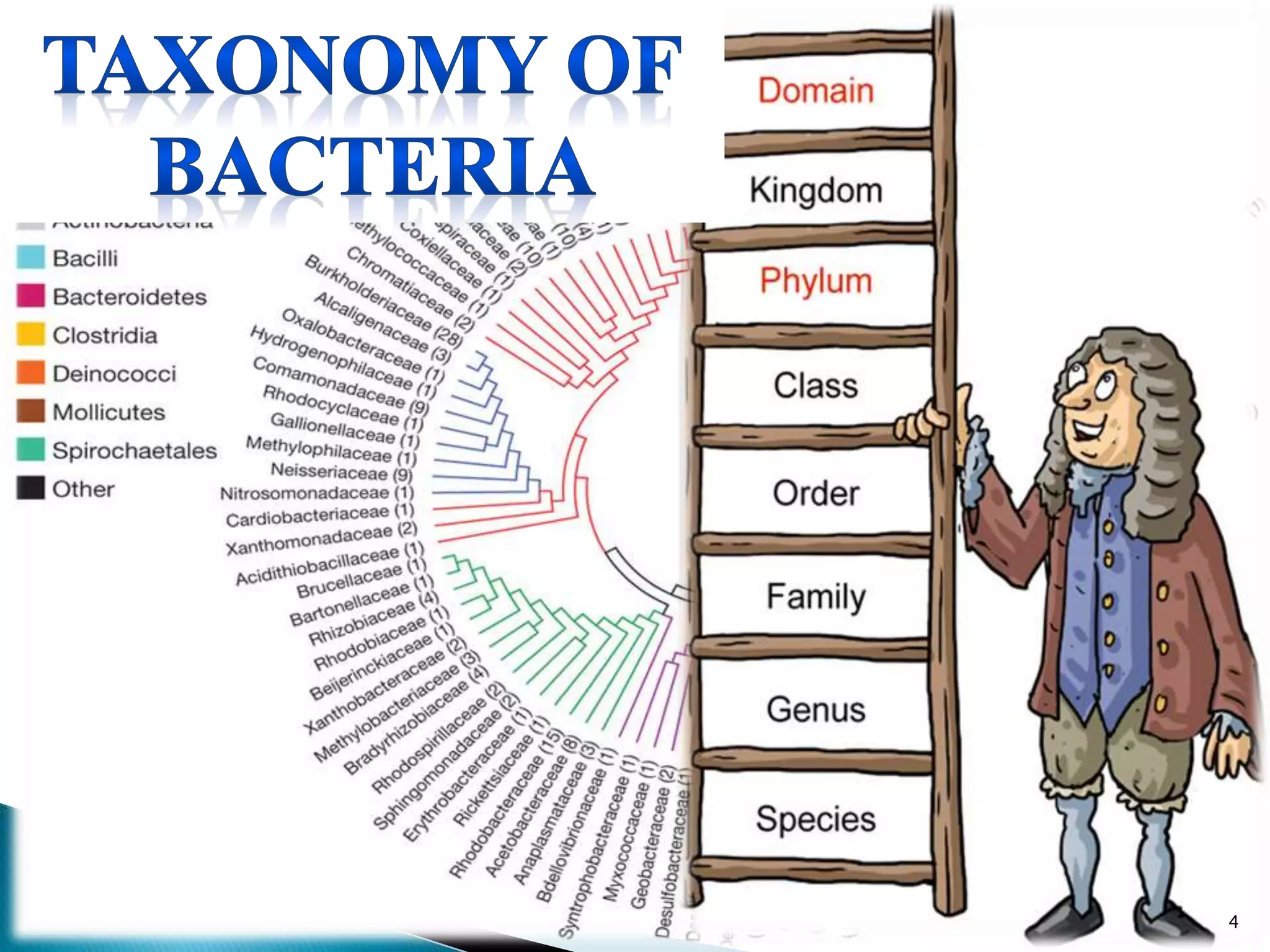 Taxonomy of Bacteria, Bergey's Manual of Systematic Bacteriology and ...
