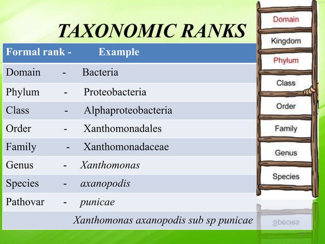 Taxonomy of Bacteria, Bergey's Manual of Systematic Bacteriology and Gram negative Bacteria ...