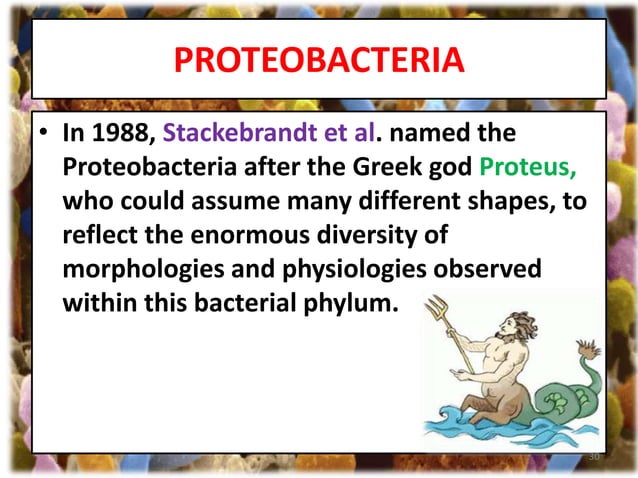 Taxonomy of Bacteria, Bergey's Manual of Systematic Bacteriology and ...