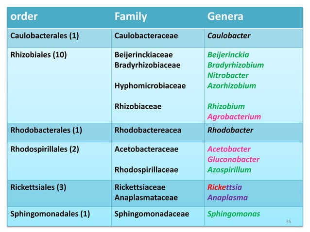 Taxonomy of Bacteria, Bergey's Manual of Systematic Bacteriology and ...