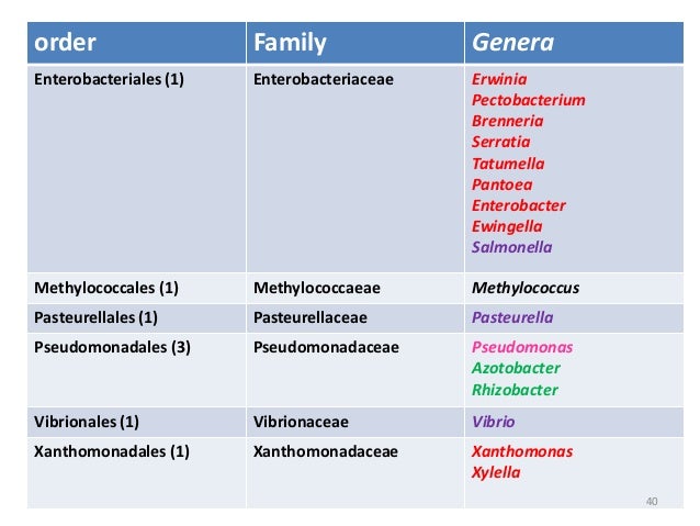Taxonomy of Bacteria, Bergey's Manual of Systematic Bacteriology and