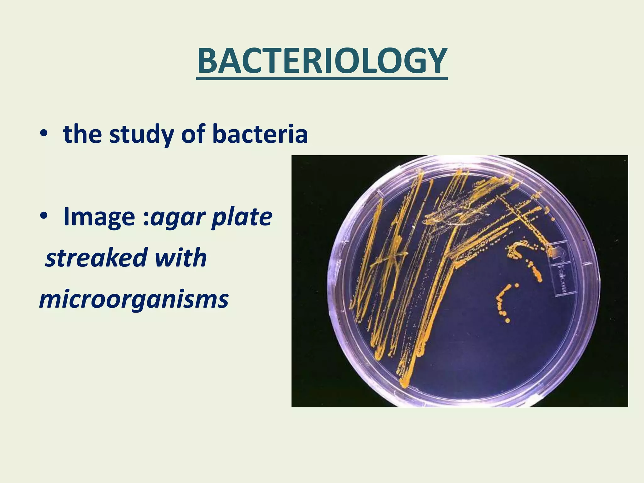 Bacteriology studies of bacteria | PPTX