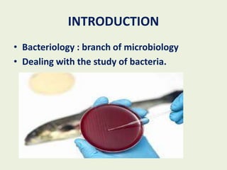 Bacteriology studies of bacteria | PPTX
