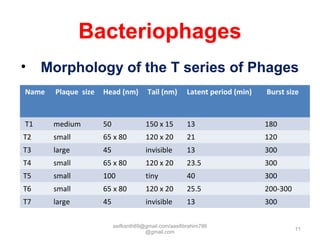 Bacteriophage | PPT
