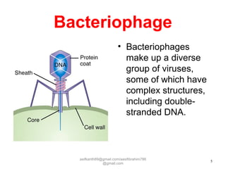 Bacteriophage | PPT