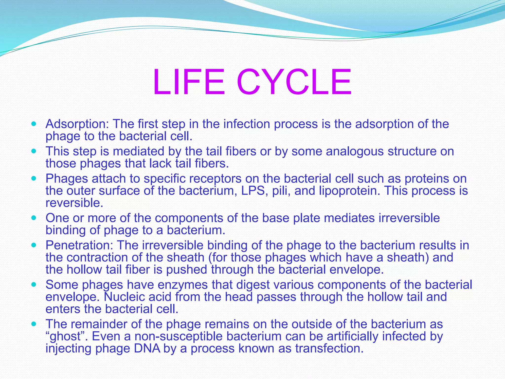 Bacteriophage | PPTX
