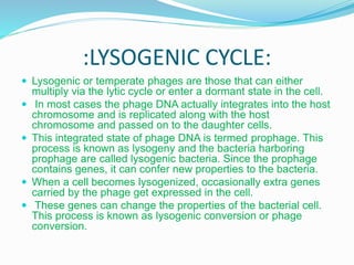 Bacteriophage | PPTX